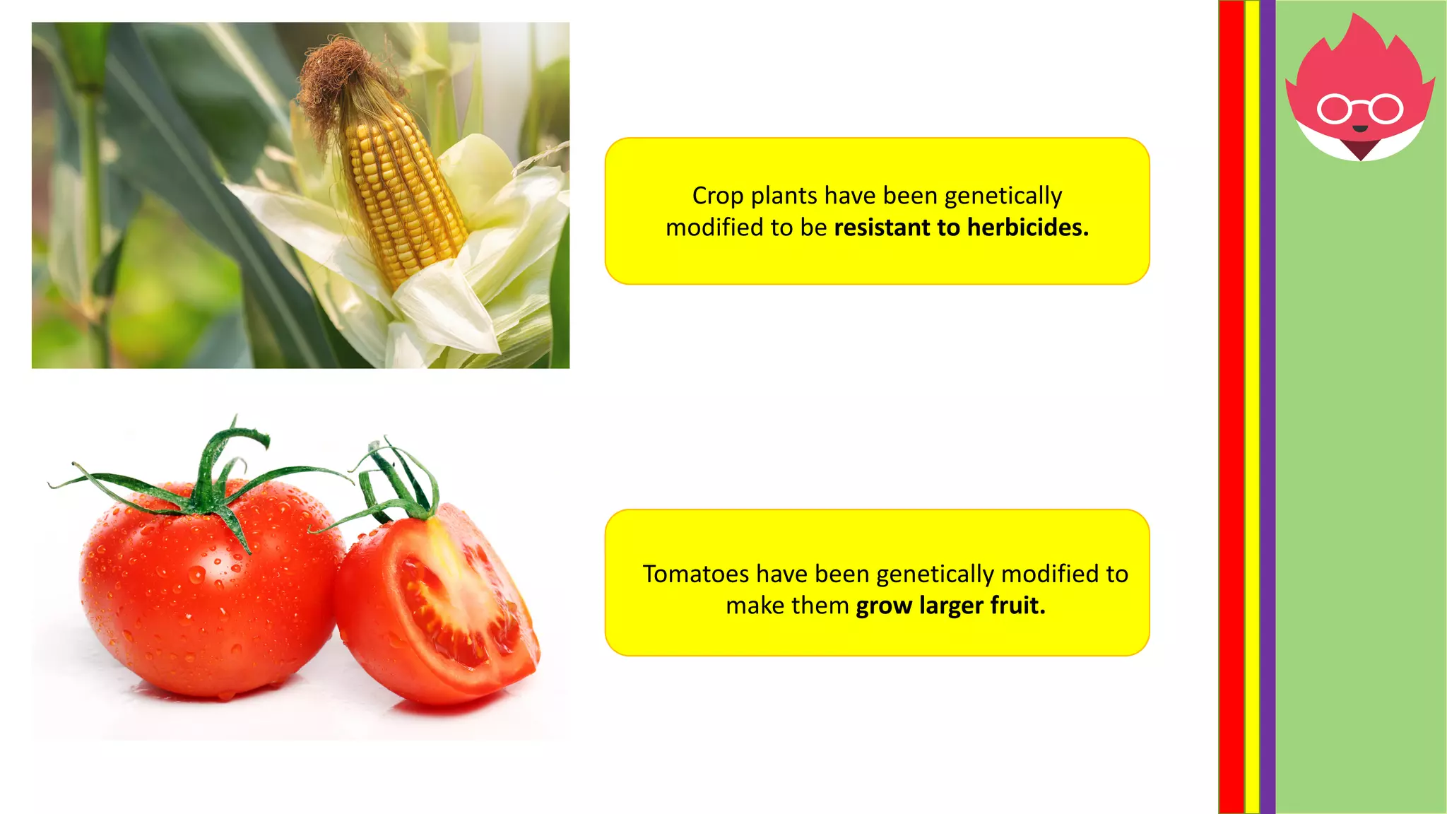 IGCSE Biology Edexcel (9-1)- Genetic modification | PDF
