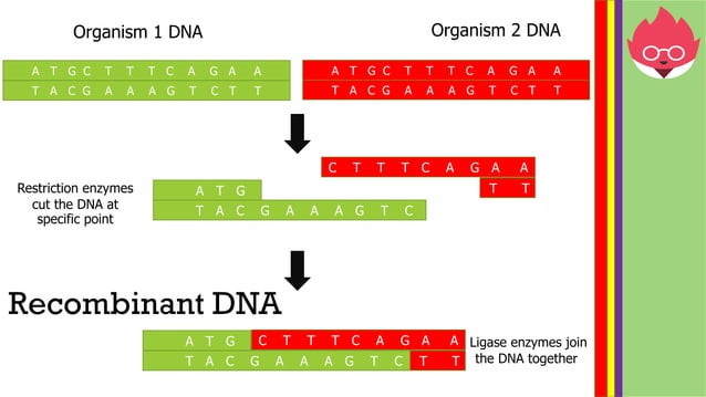 IGCSE Biology Edexcel (9-1)- Genetic modification | PDF