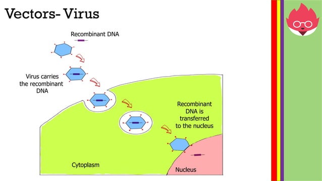 IGCSE Biology Edexcel (9-1)- Genetic modification | PDF