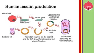 IGCSE Biology Edexcel (9-1)- Genetic modification | PDF