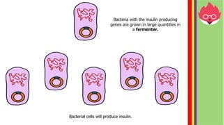 IGCSE Biology Edexcel (9-1)- Genetic modification | PDF