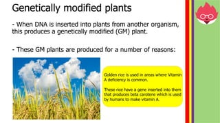 IGCSE Biology Edexcel (9-1)- Genetic modification | PDF