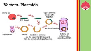 IGCSE Biology Edexcel (9-1)- Genetic modification | PDF