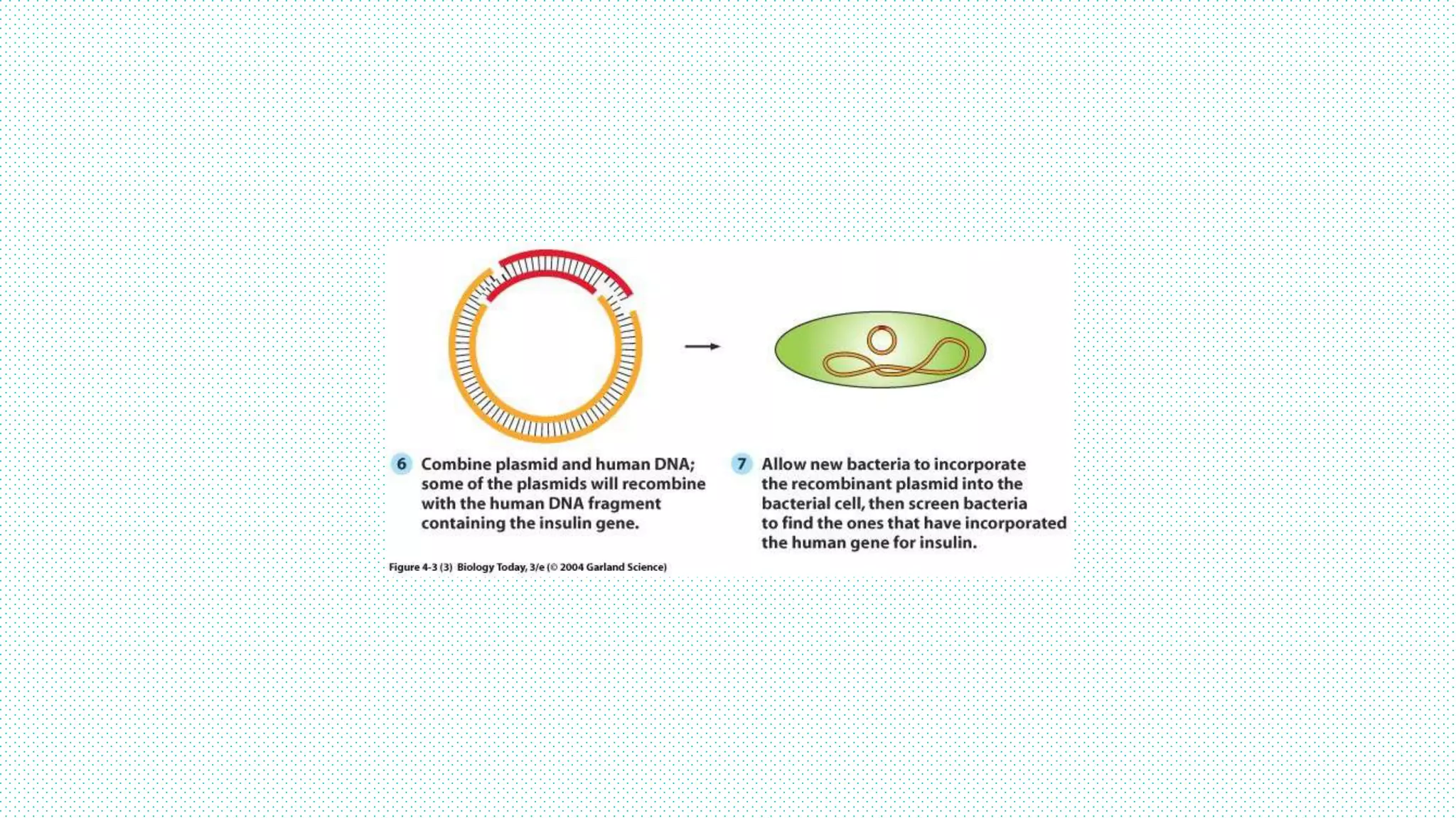 Genetic modification carried out in bacteria and itsindustrial ...