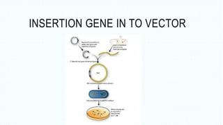Genetic modification carried out in bacteria and itsindustrial ...