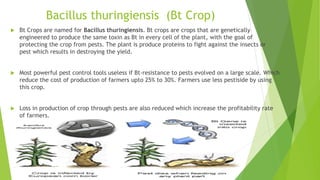 Genetic modified crops | PPTX