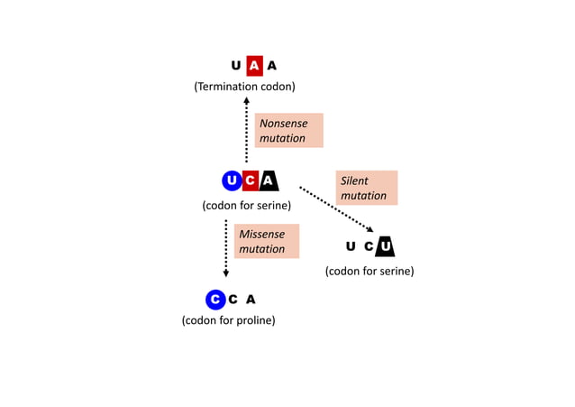 Genetic mutations | PDF | Chemistry | Science
