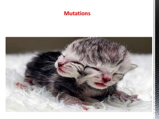 Geneticmutations 131005025415-phpapp01 | PPTX