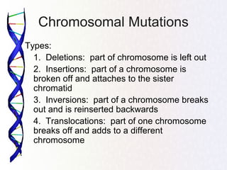Genetic Mutations 2 | PPT