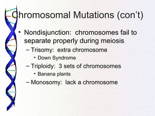 Genetic Mutations 2 | PPT | Genetics | Science