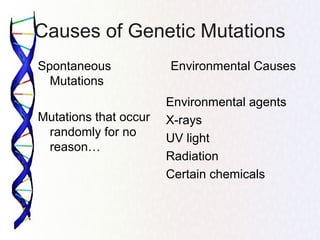 Genetic Mutations 2 | PPT | Genetics | Science