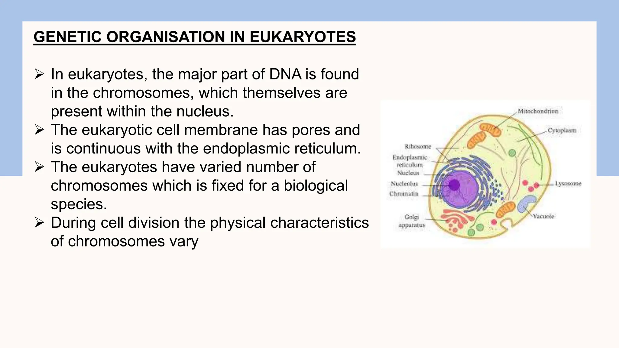 GENETIC ORGANISATION OF EUKARYOTES.pptx Amandeep | PPTX