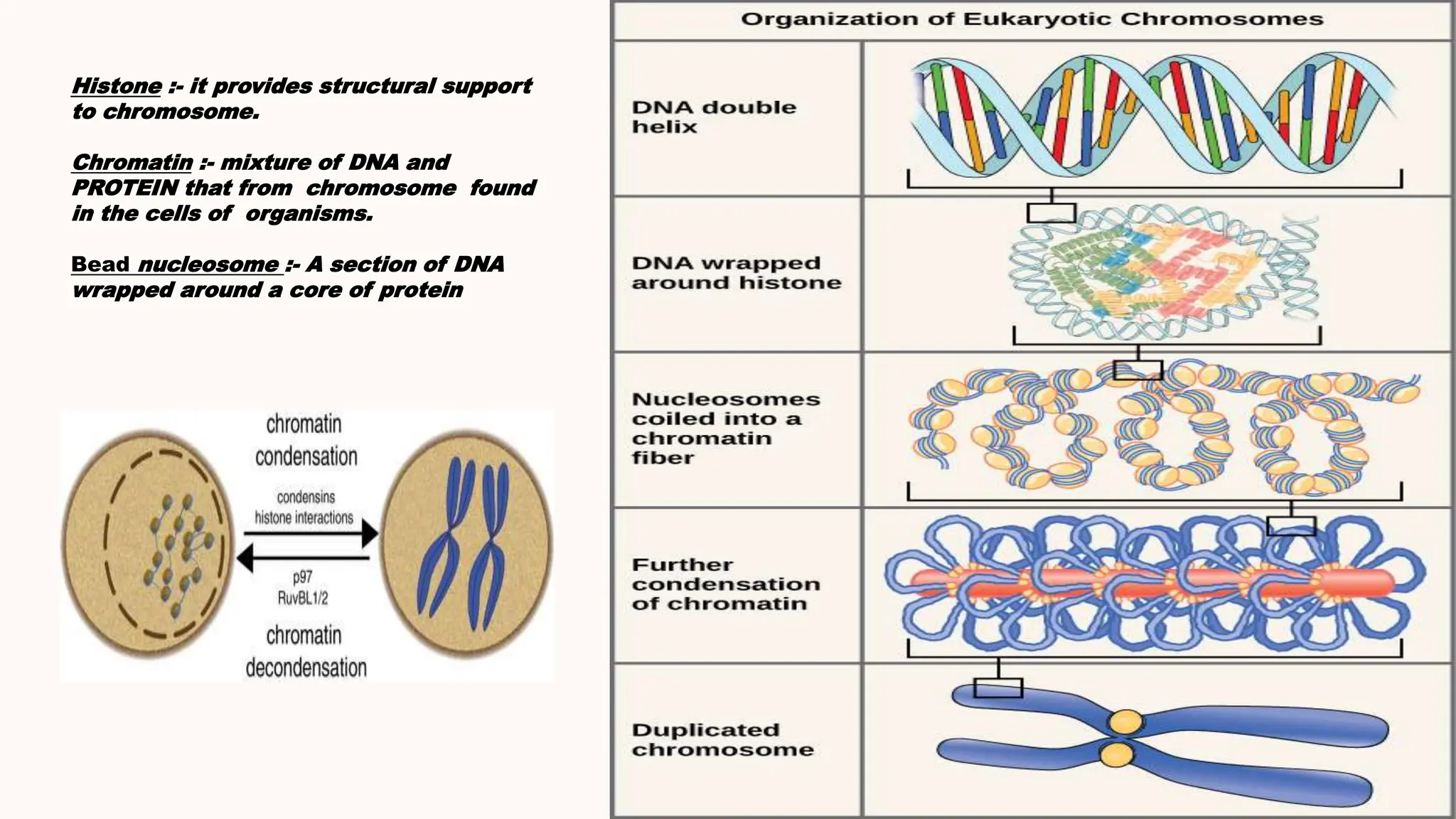 GENETIC ORGANISATION OF EUKARYOTES.pptx Amandeep | PPTX
