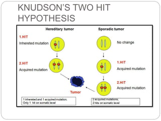 Genetic origins of human cancer - recent advances | PPT