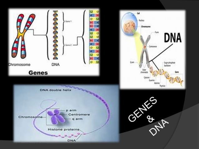 Genetic pattern of inheritance | PPTX