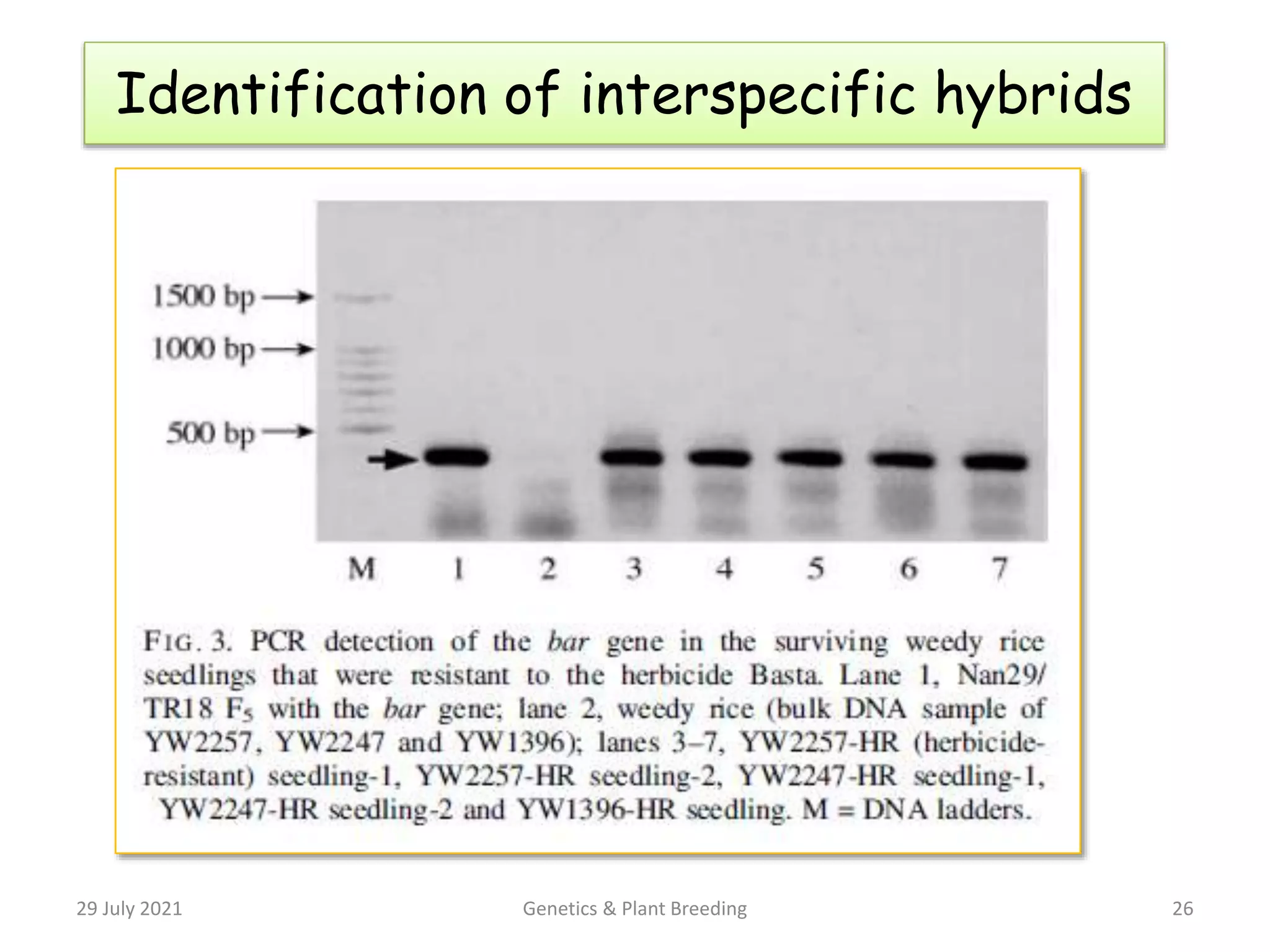 Genetic pollution | PPTX