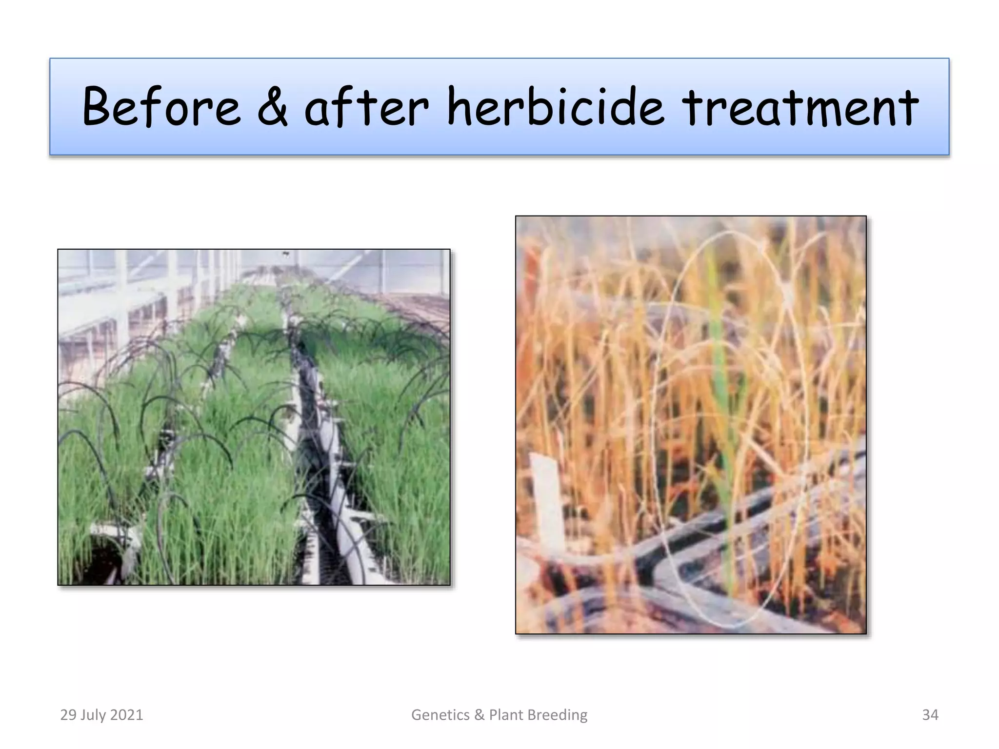 Genetic pollution | PPTX