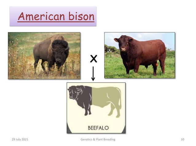 Genetic pollution | PPTX