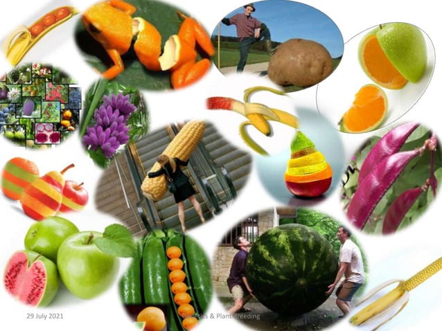 Genetic pollution | PPTX