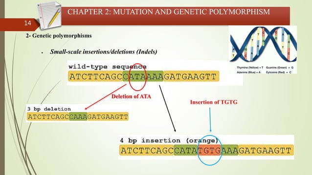 Genetic polymorphism | PPT