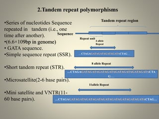 Genetic polymorphism and It's Applications | PDF