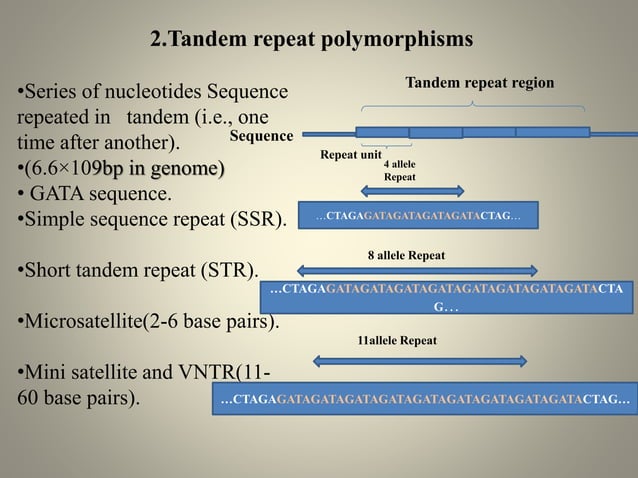 Genetic polymorphism and It's Applications | PDF