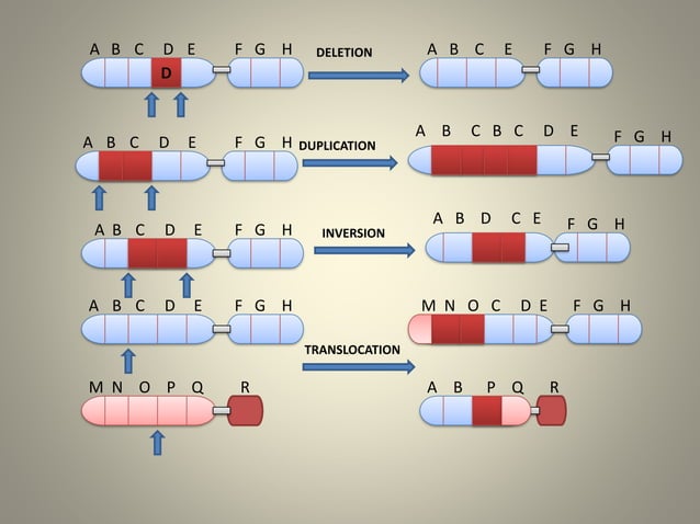 Genetic polymorphism and It's Applications | PDF