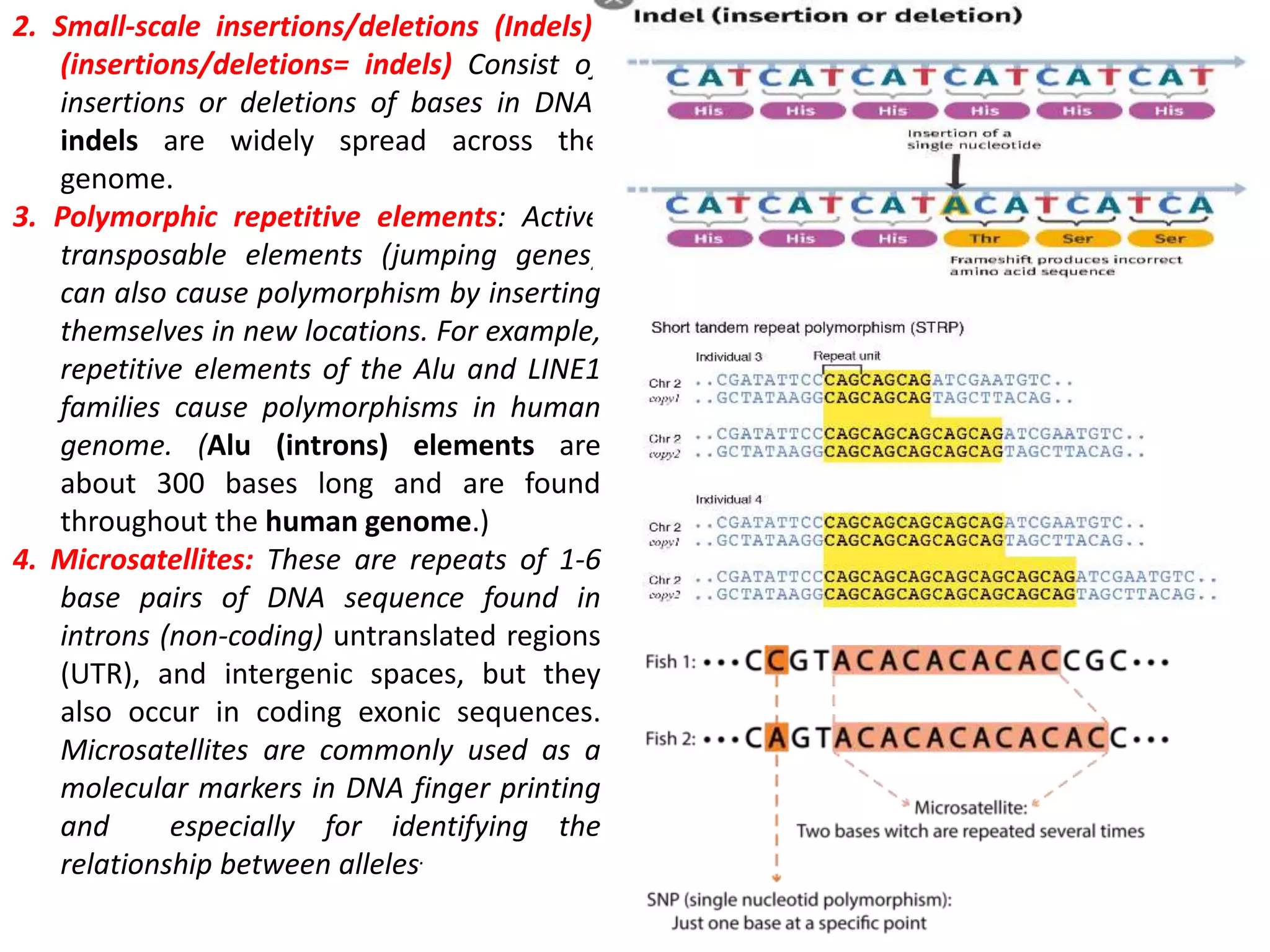 Genetic polymorphism | PPTX