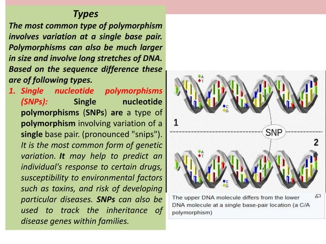 Genetic polymorphism | PPTX