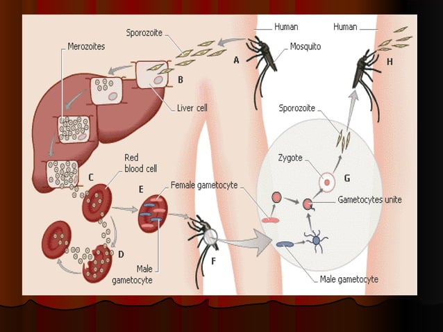 Genetic Polymorphism Ppt 8786