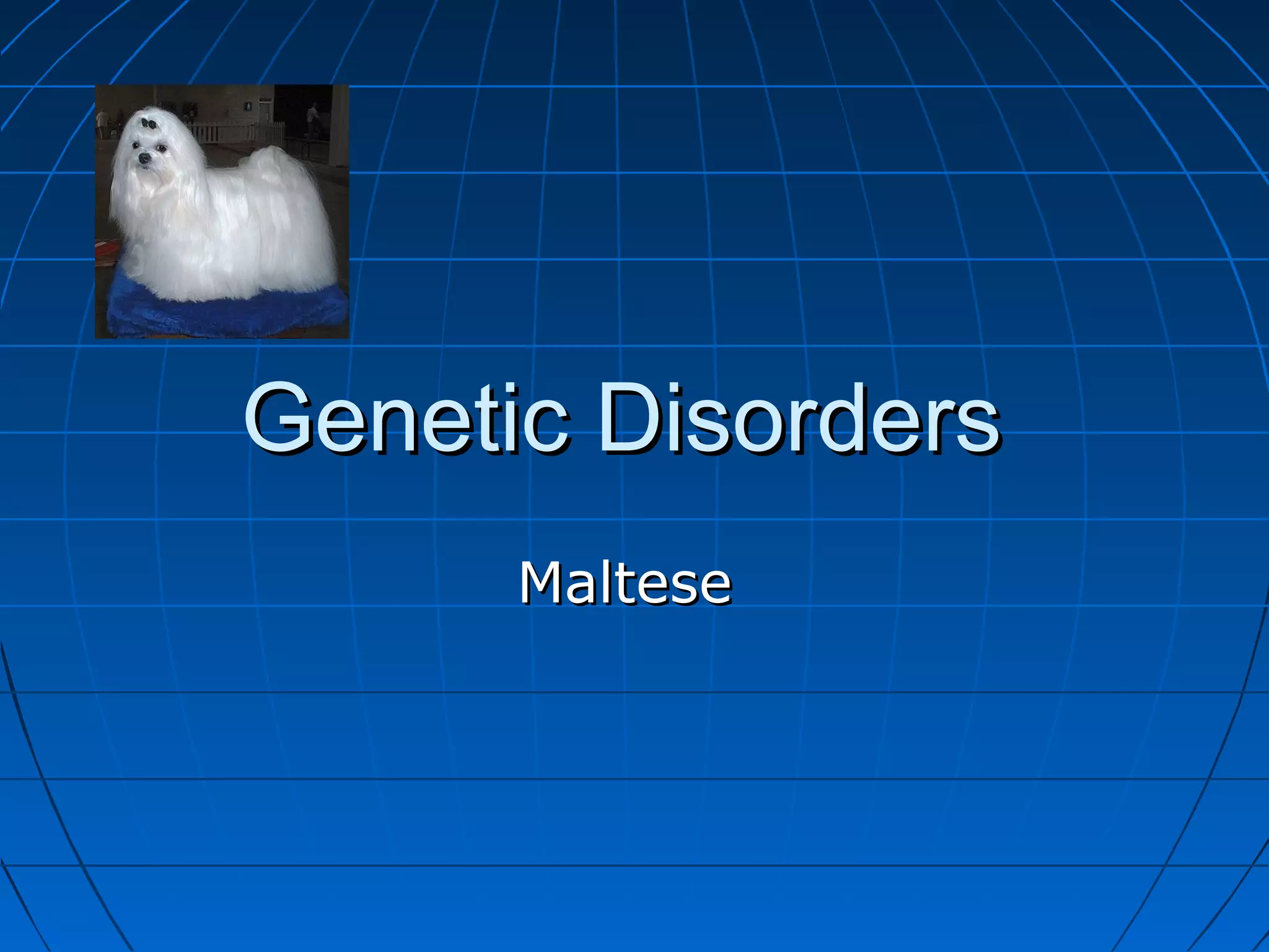 Genetic Disorders Maltese | PPT