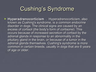 Genetic Disorders Yorkshire Terrier | PPT