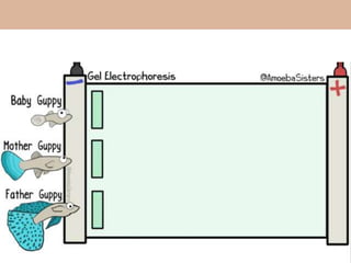 GENETIC PURITY TEST through morphological and biochemical tests.pptx