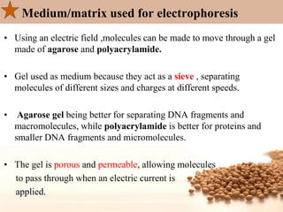 GENETIC PURITY TEST through morphological and biochemical tests.pptx