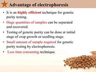 GENETIC PURITY TEST through morphological and biochemical tests.pptx