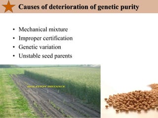 GENETIC PURITY TEST through morphological and biochemical tests.pptx