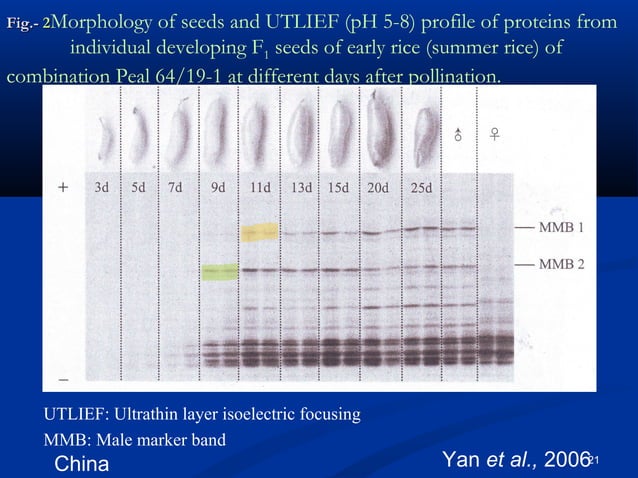 Genetic purity testing | PPT | Genetics | Science