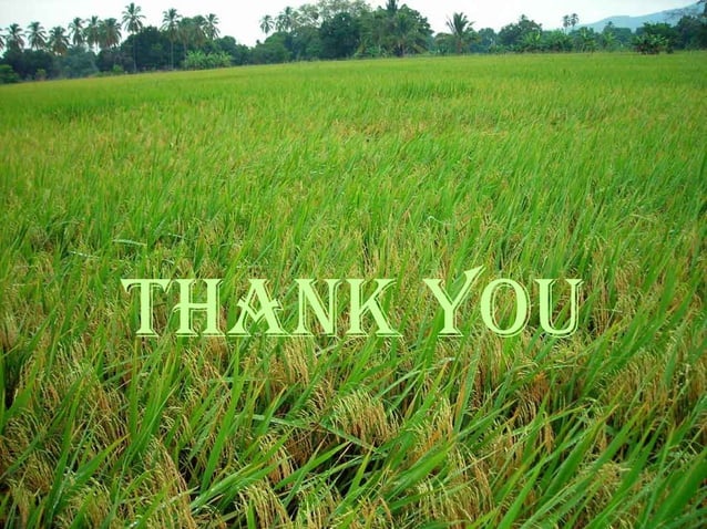 Genetic purity testing | PPT | Genetics | Science