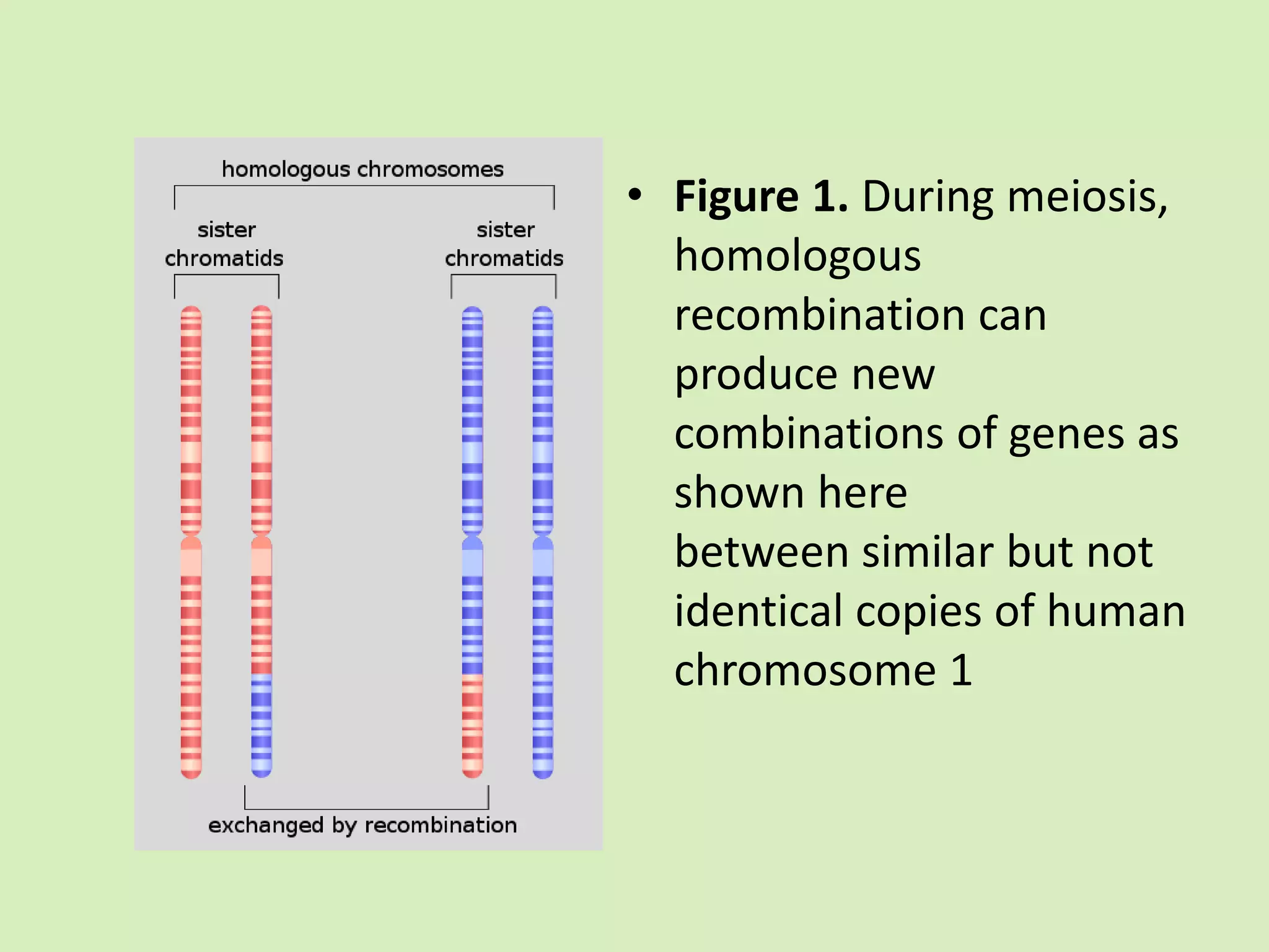 Genetic recombination | PDF
