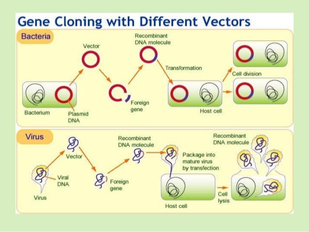 Genetic recombination