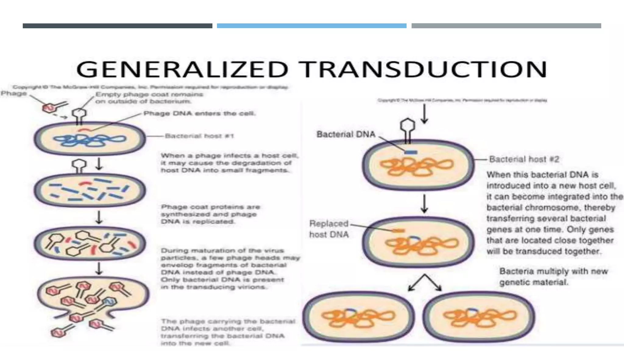 Genetic recombination | PPTX