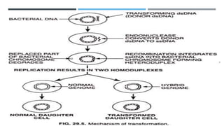 Genetic recombination | PPT