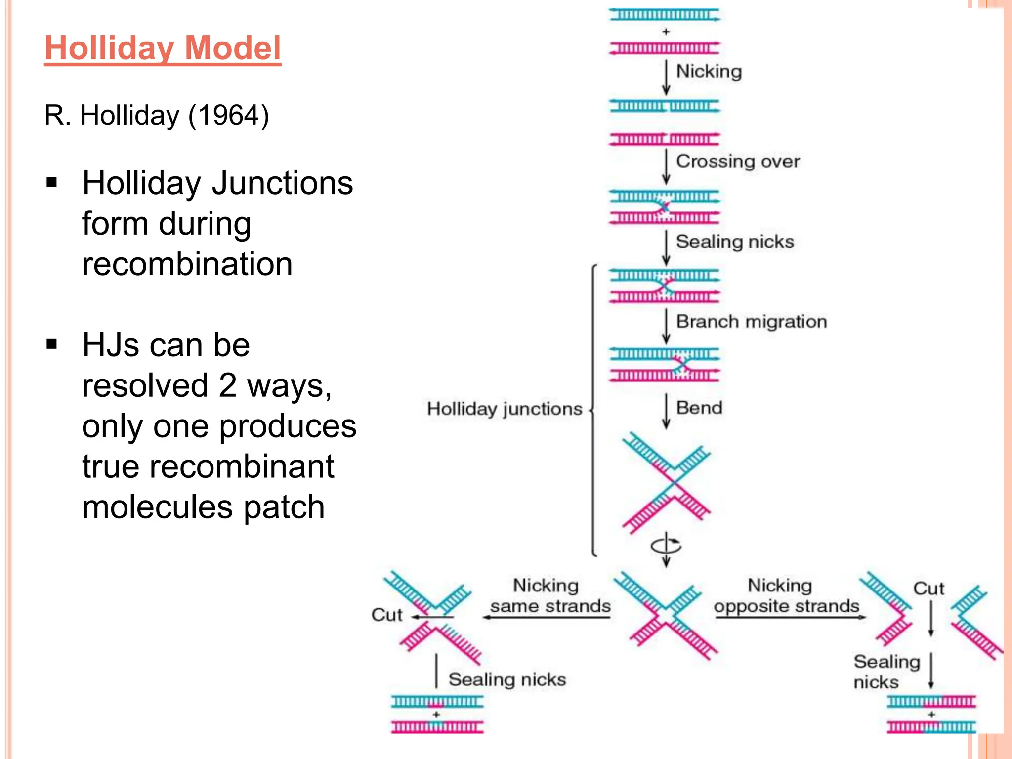 GENETIC RECOMBINATION.pptx