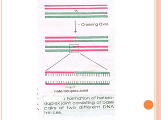 GENETIC RECOMBINATION.pptx
