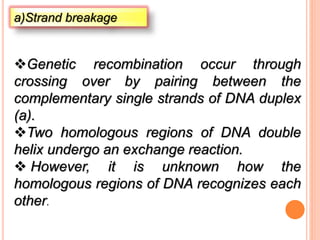 GENETIC RECOMBINATION.pptx