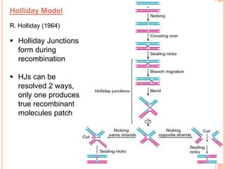 GENETIC RECOMBINATION.pptx