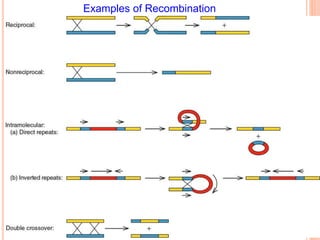 GENETIC RECOMBINATION.pptx | Genetics | Science