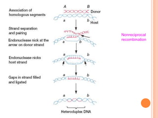 GENETIC RECOMBINATION.pptx