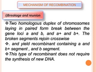 GENETIC RECOMBINATION.pptx