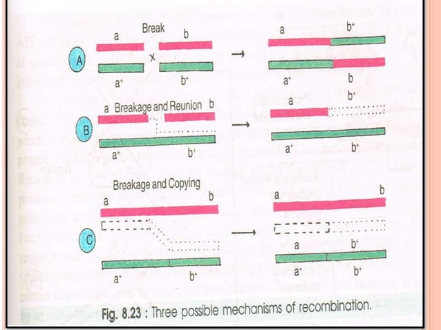 GENETIC RECOMBINATION.pptx | Genetics | Science